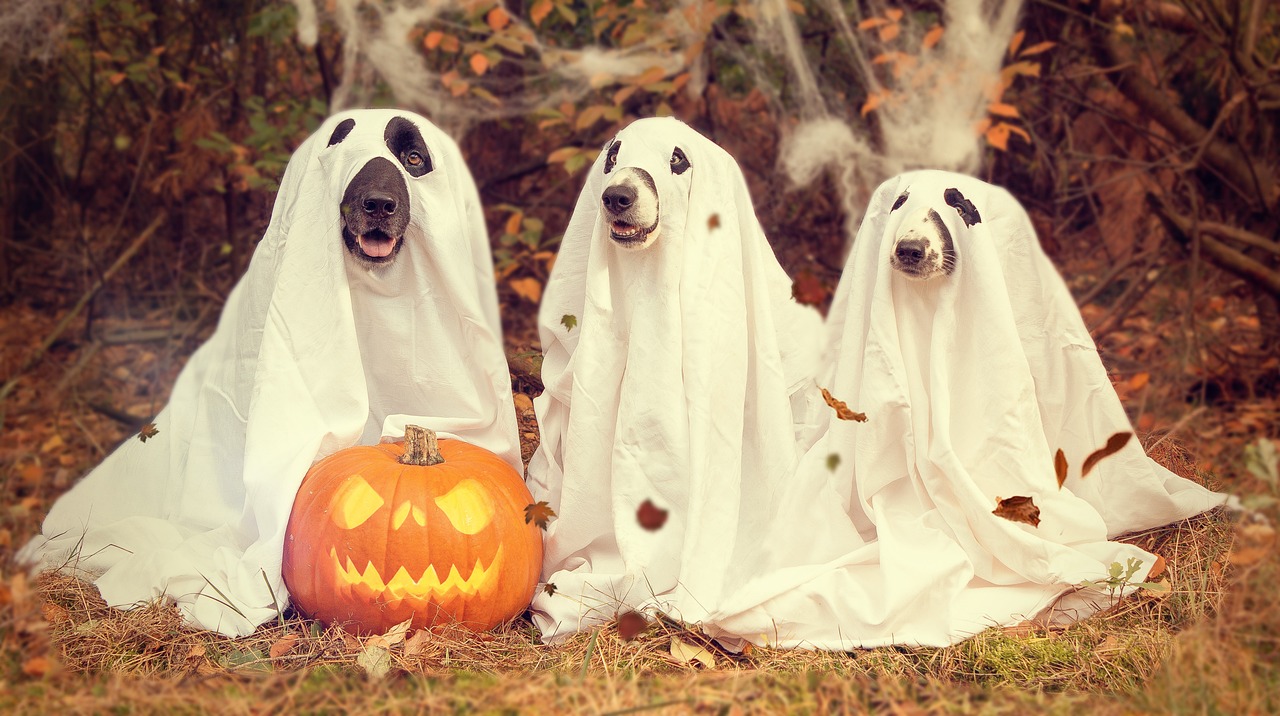 Americans Expected to Spend $860 Million on Halloween - CPA Practice ...